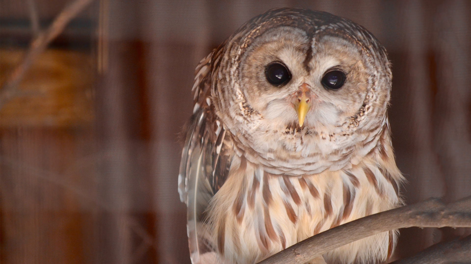 Barred Owl Face