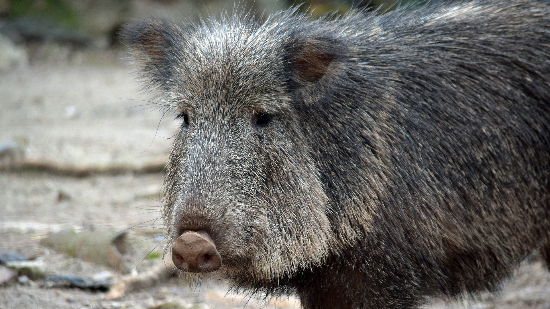 Chacoan Peccary - Elmwood Park Zoo