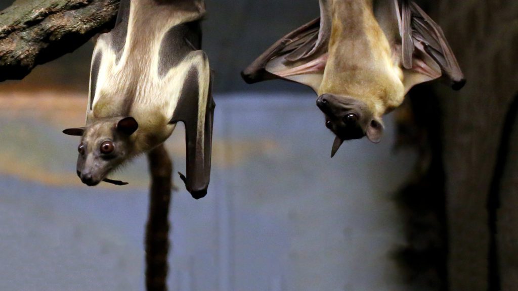 Eco-Family Programs: Celebrate Bats!