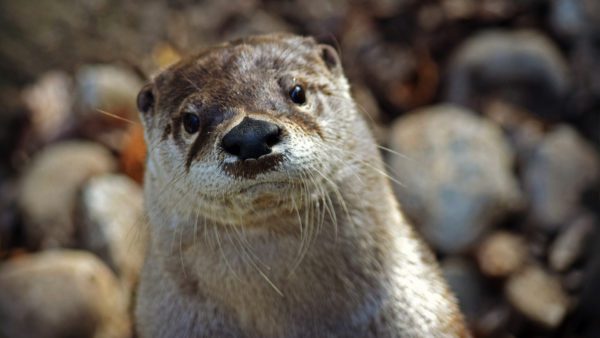 Free Contact Otter Training | Elmwood Park Zoo