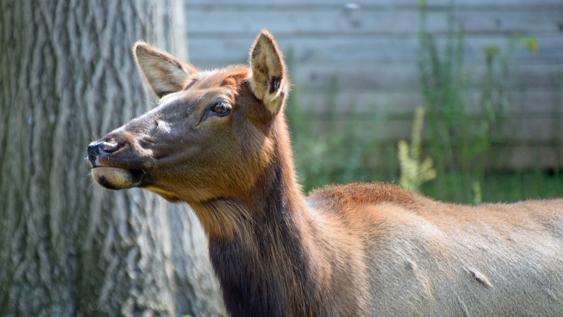 Elk - Elmwood Park Zoo