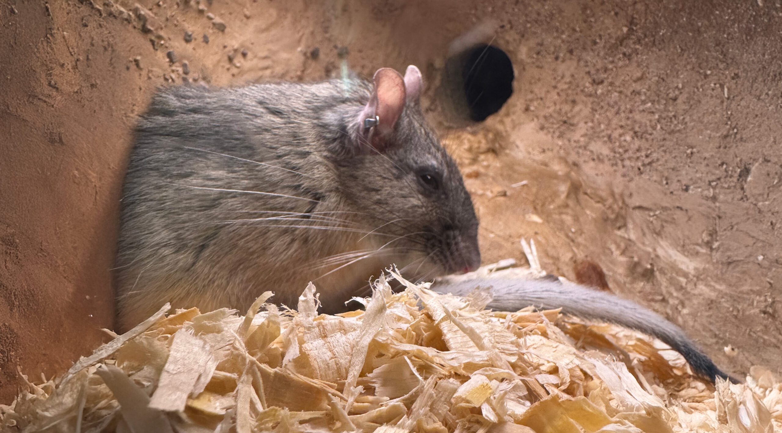 Allegheny Woodrat - Elmwood Park Zoo