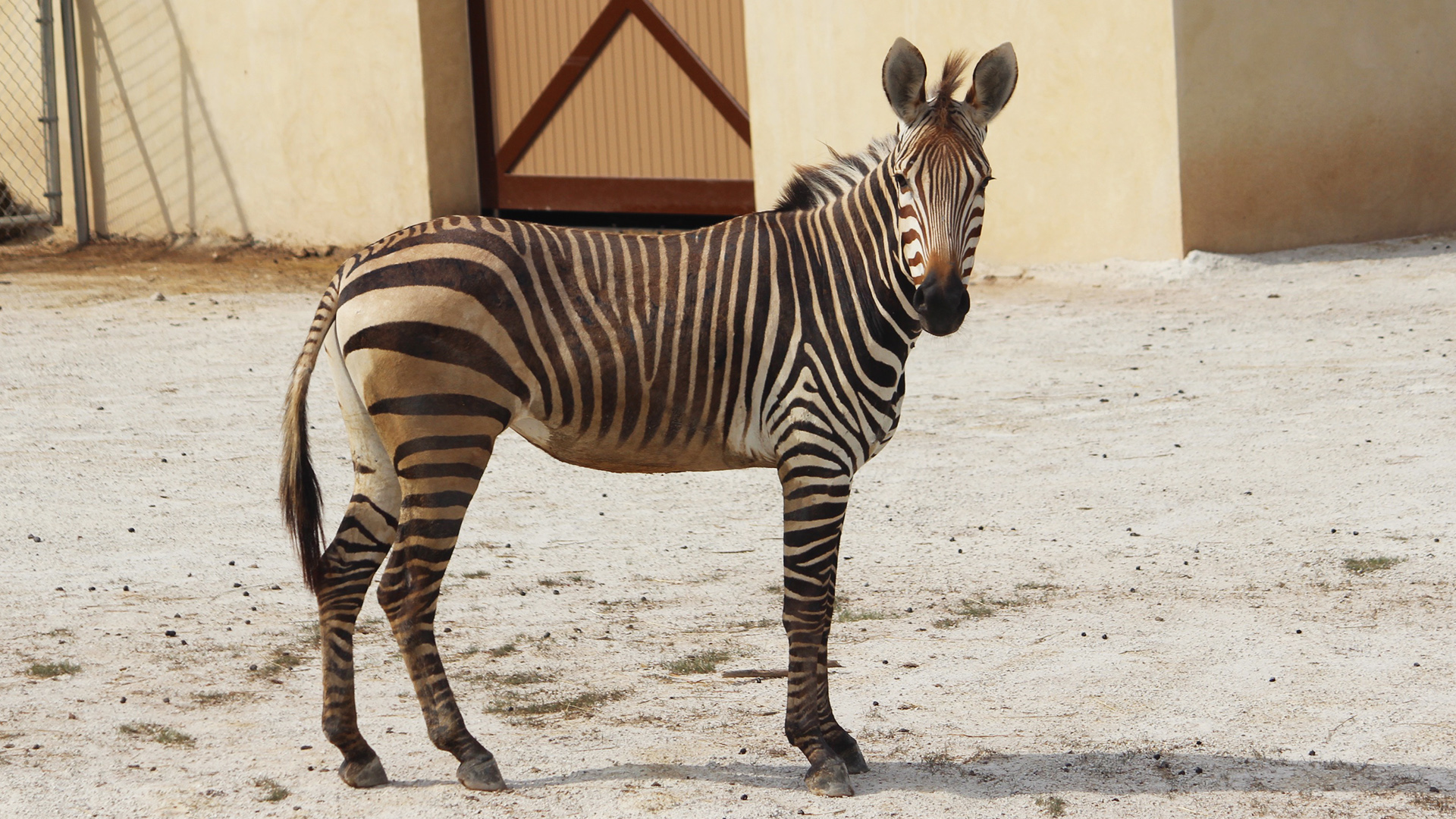 Hartmann's Mountain Zebra - Elmwood Park Zoo