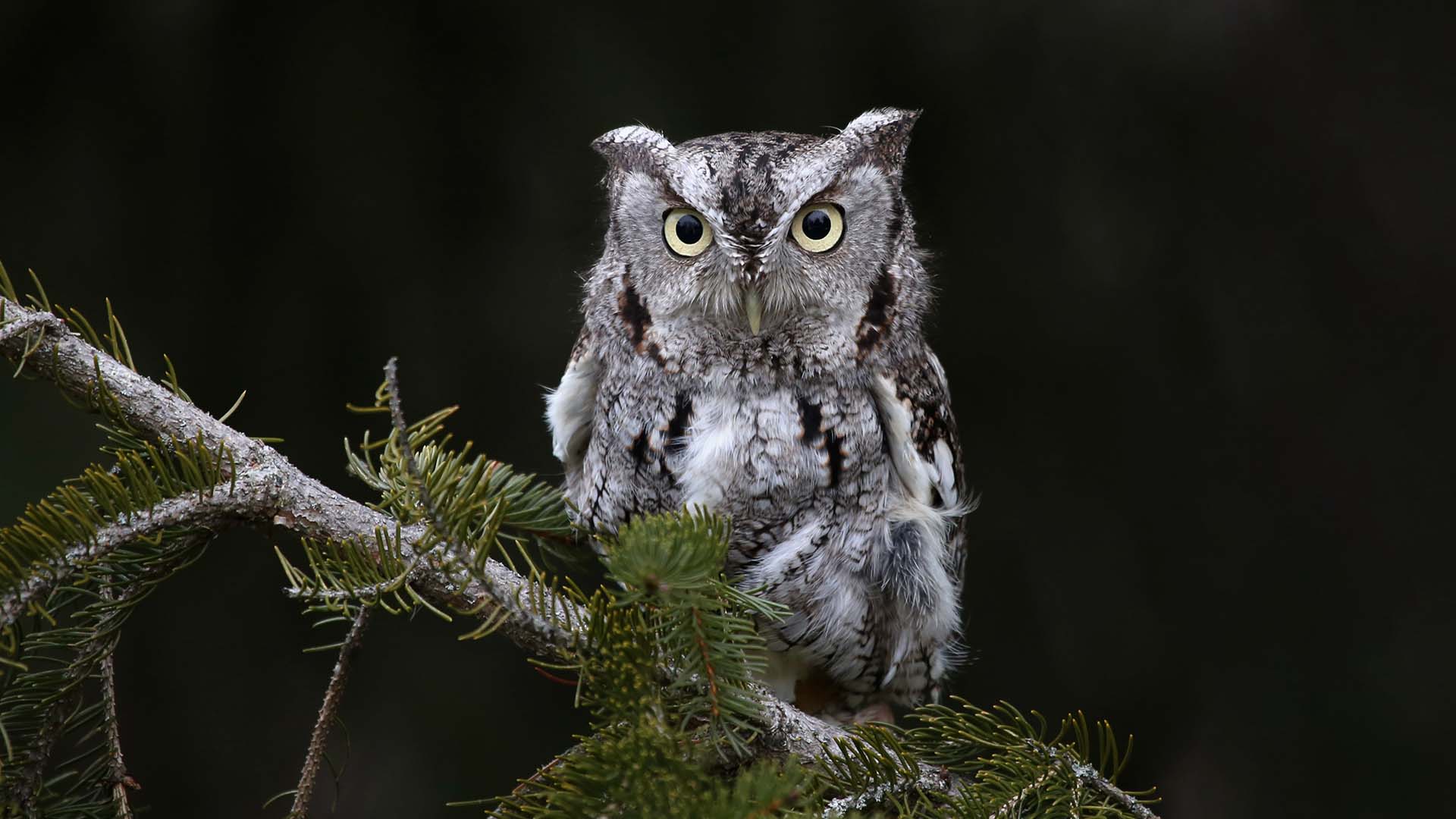 Baby Eastern Screech Owl