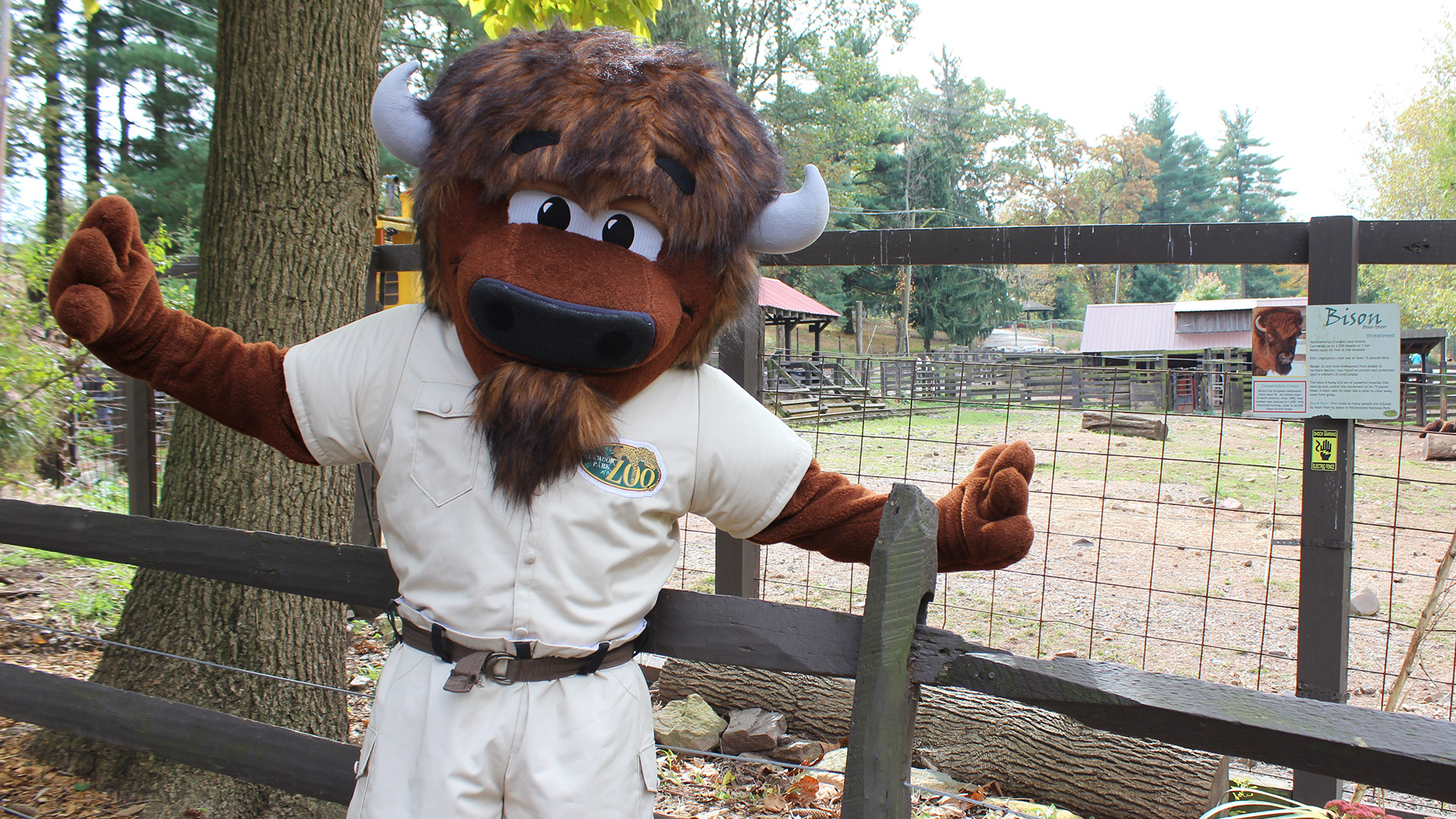 Bubby the Bison - Elmwood Park Zoo