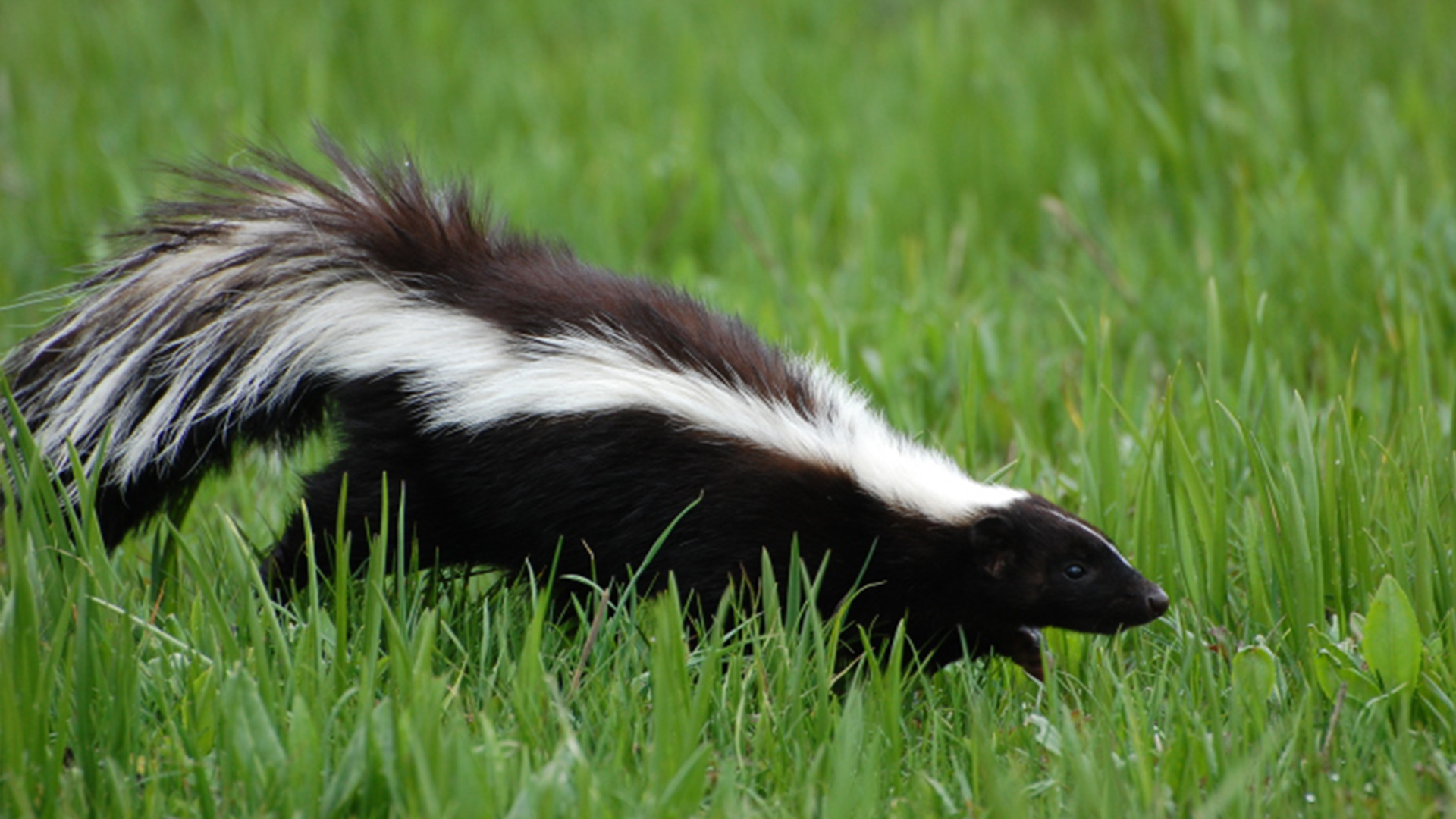 Striped Skunk - Elmwood Park Zoo