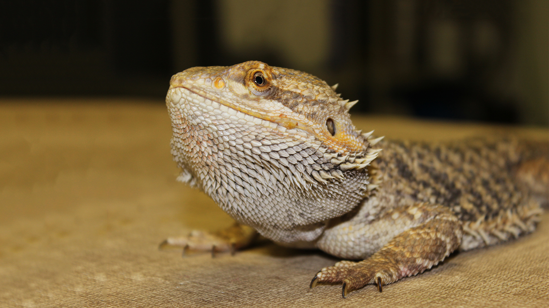 Bearded Dragon - Elmwood Park Zoo