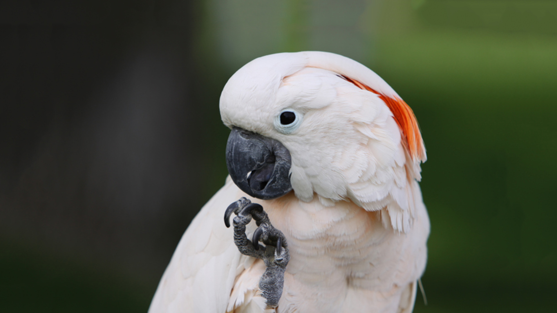 Moluccan Cockatoo Elmwood Park Zoo