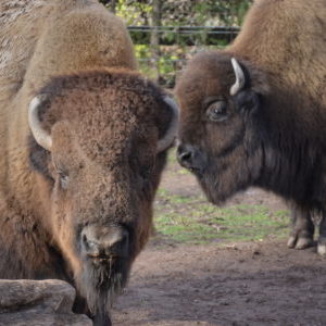 Adopt an Animal - Elmwood Park Zoo