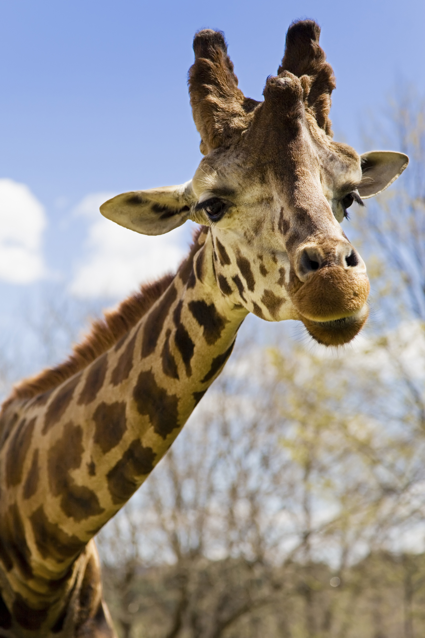 giraffes Archives | Elmwood Park Zoo