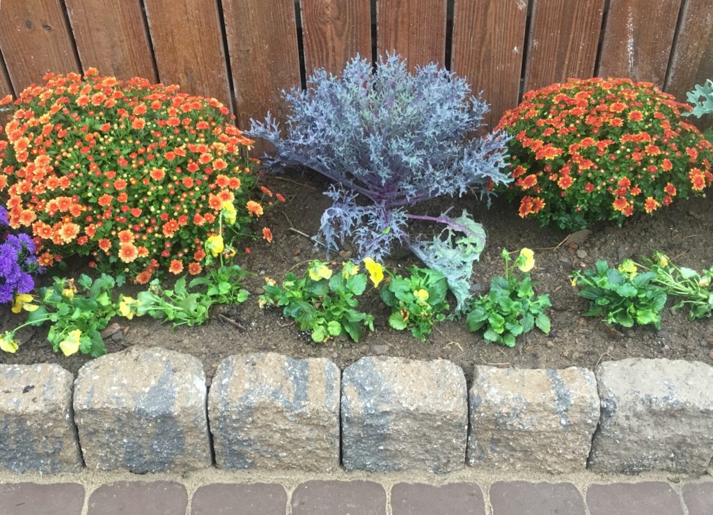 Plant Tips for Fall from a Horticulturalist - Elmwood Park Zoo