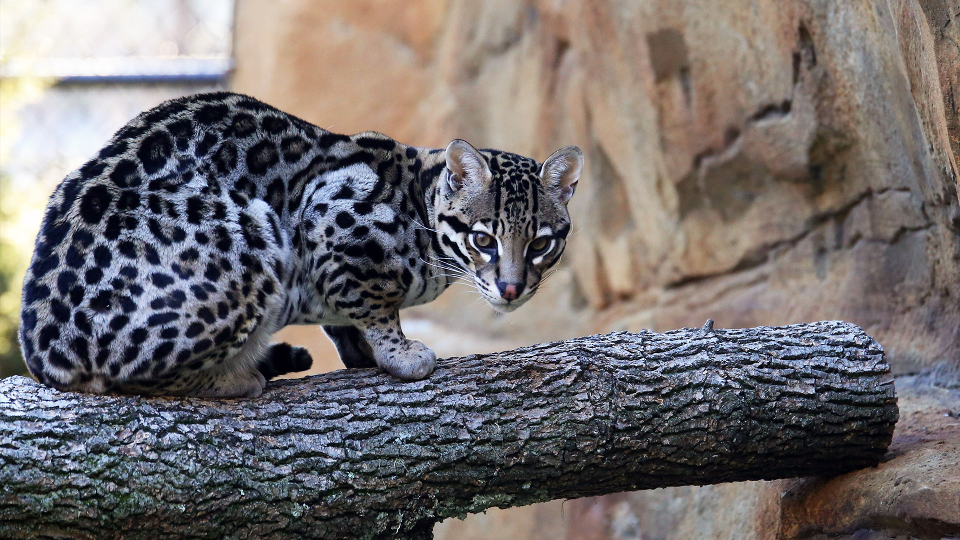 PAWS Membership - Elmwood Park Zoo