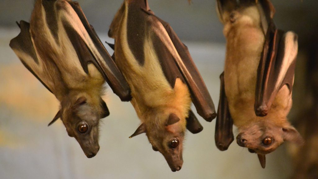 Celebrate Bats - Elmwood Park Zoo