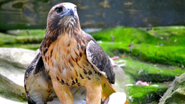 Raptor Nest Box Workshop - Elmwood Park Zoo
