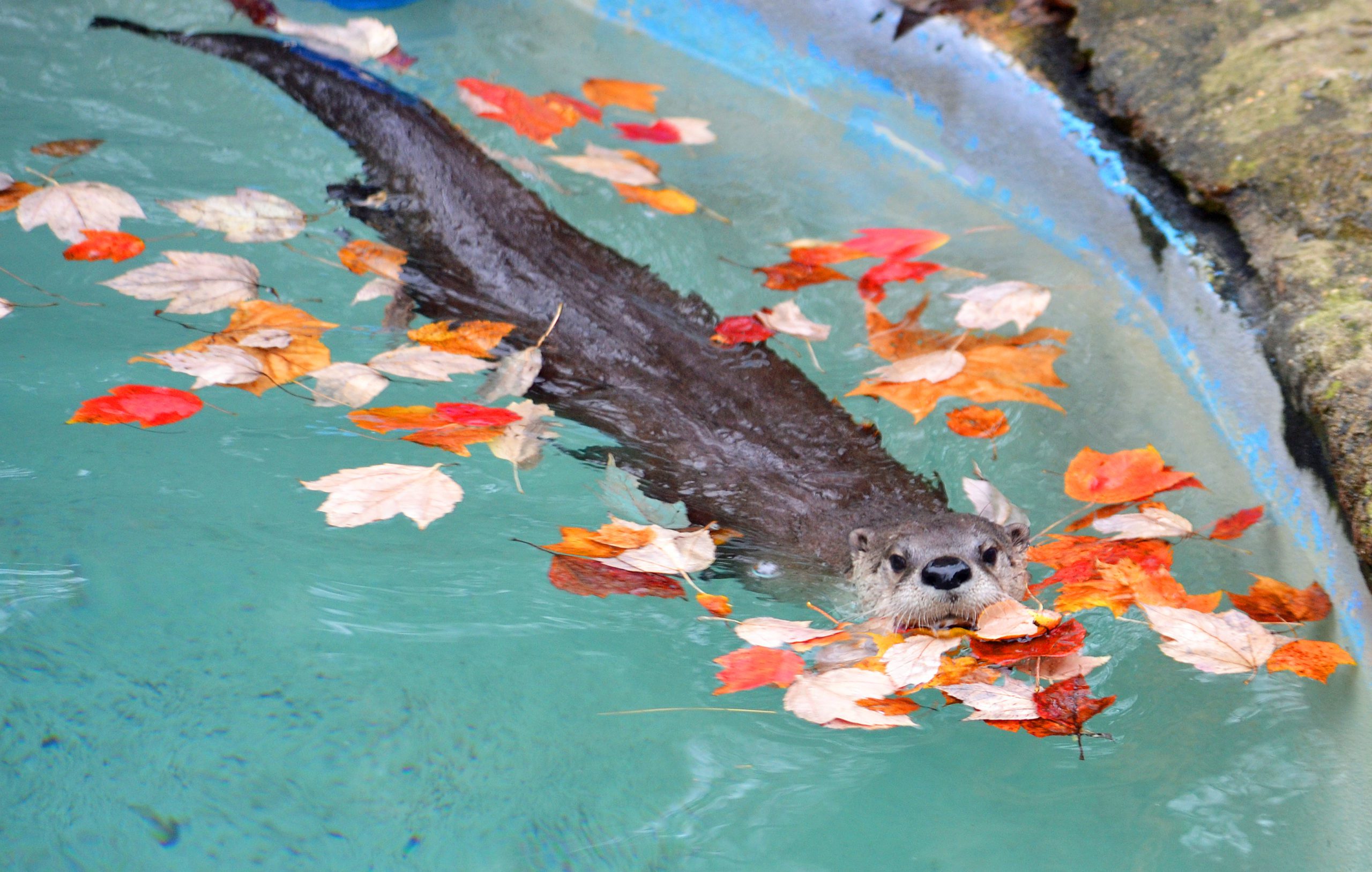 How seasons affect zoo animal behavior - Elmwood Park Zoo