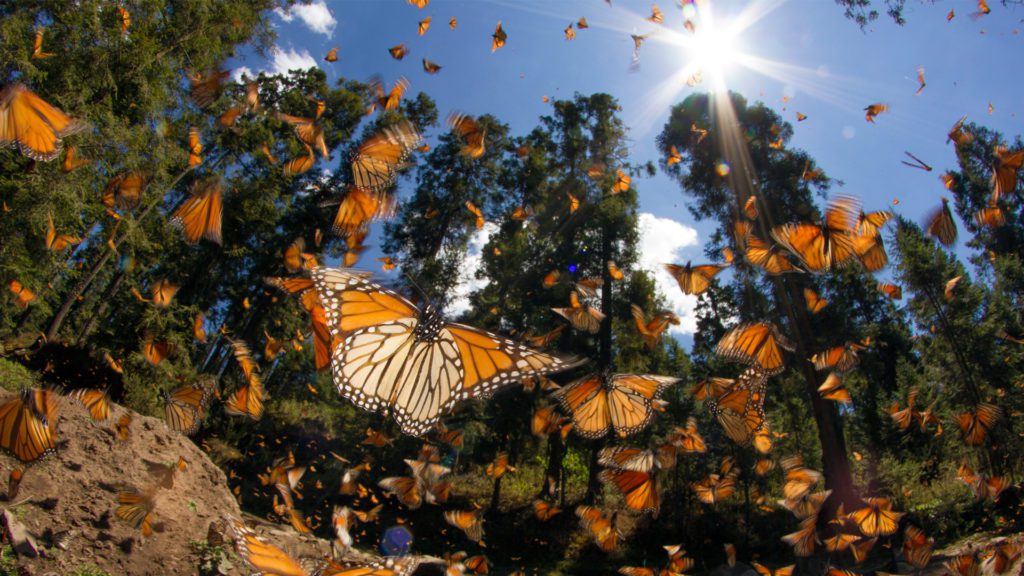 How You Can Help Monarch Butterflies - Elmwood Park Zoo