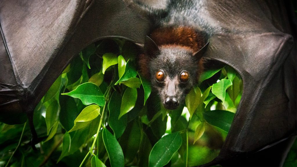 Bats Aren't Actually Spooky - Elmwood Park Zoo