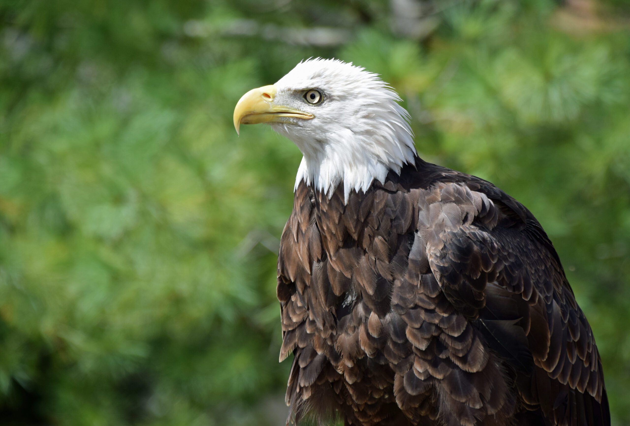 Reggie - Elmwood Park Zoo