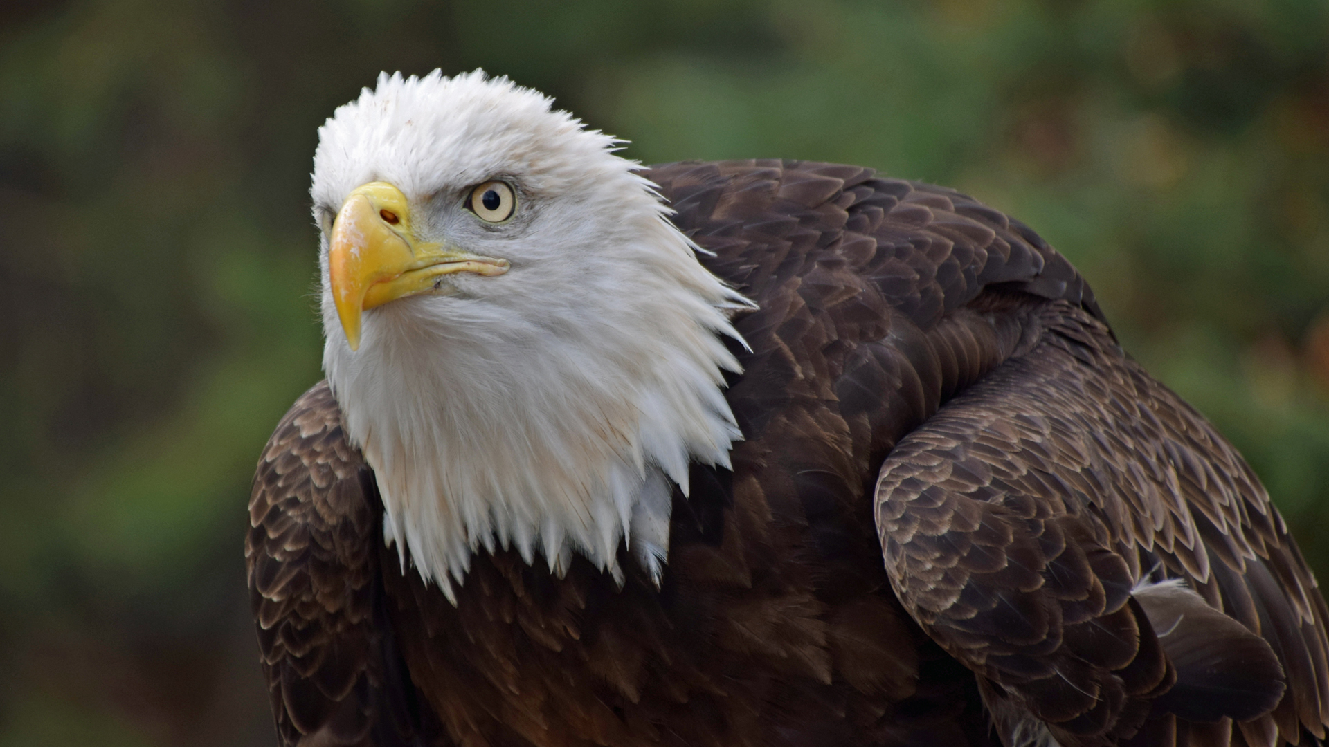 Reggie - Elmwood Park Zoo