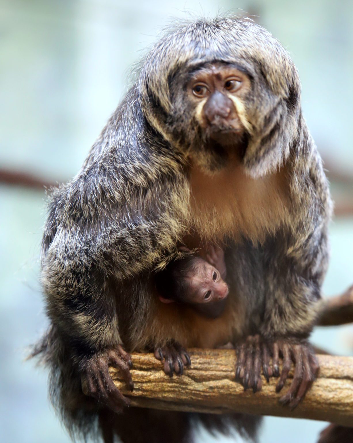 Meet our New Baby Saki Monkey - Elmwood Park Zoo