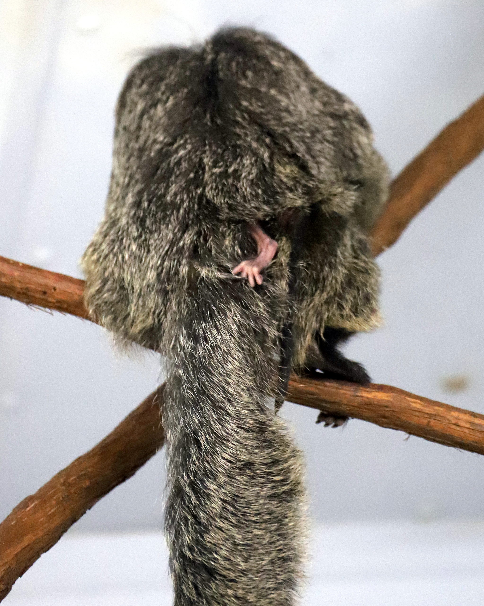 Meet our New Baby Saki Monkey - Elmwood Park Zoo