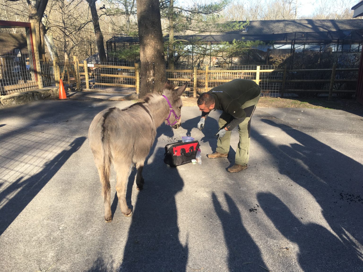 Hoofstock Trimming - Elmwood Park Zoo