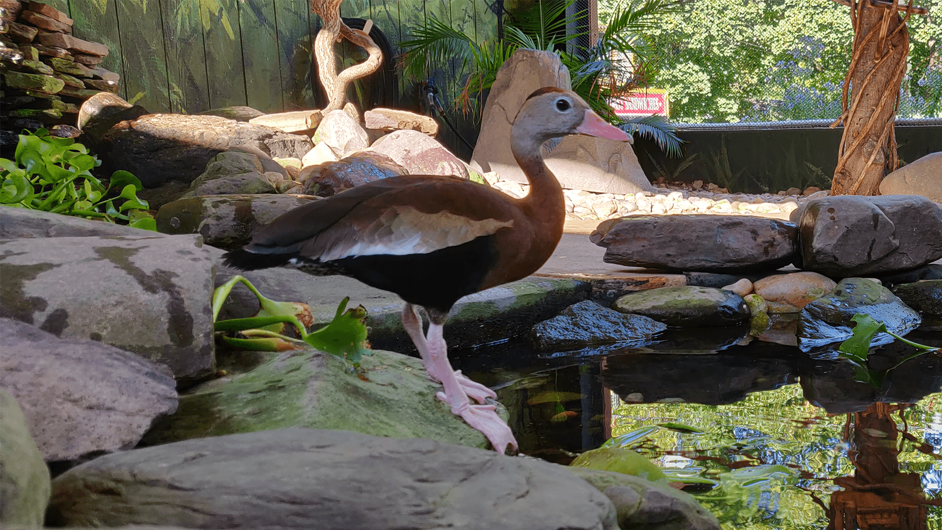 Black Bellied Whistling Duck - Elmwood Park Zoo