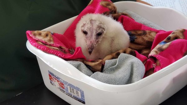 Barn Owl Banshee - Elmwood Park Zoo