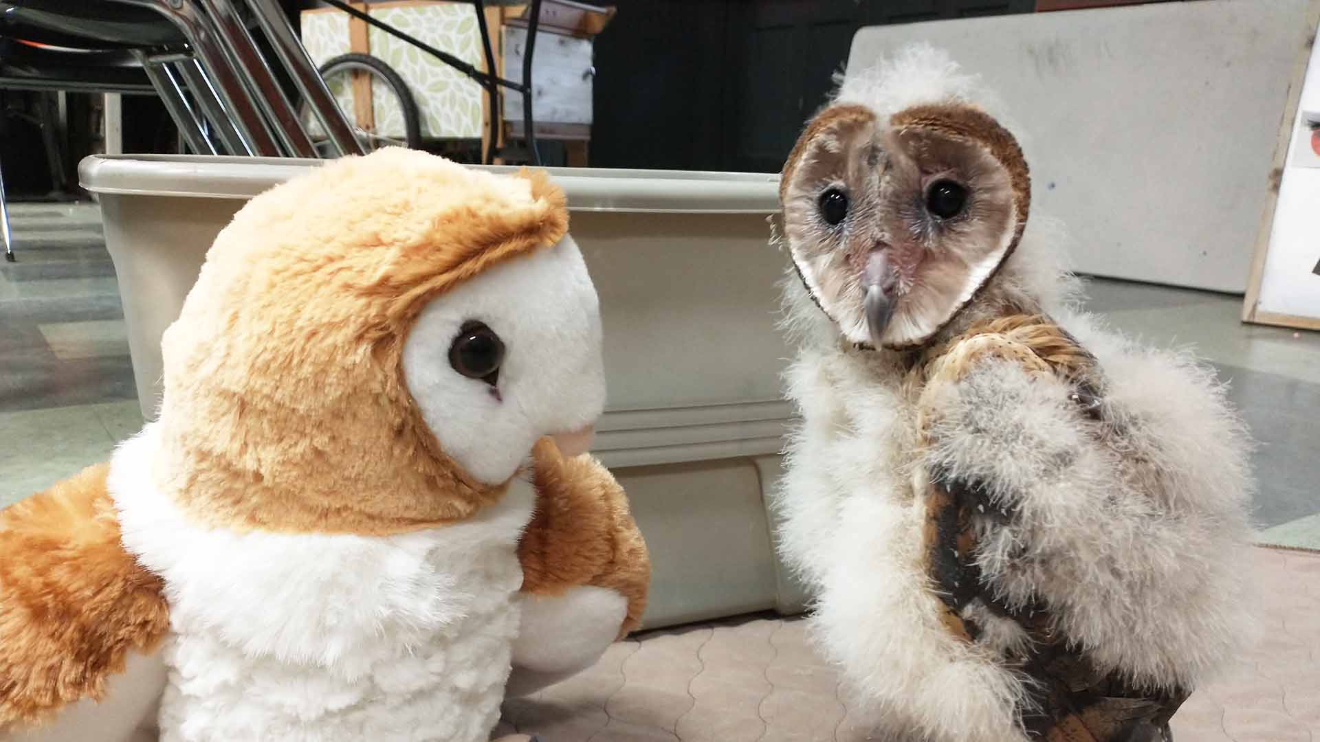 Barn Owl Banshee - Elmwood Park Zoo