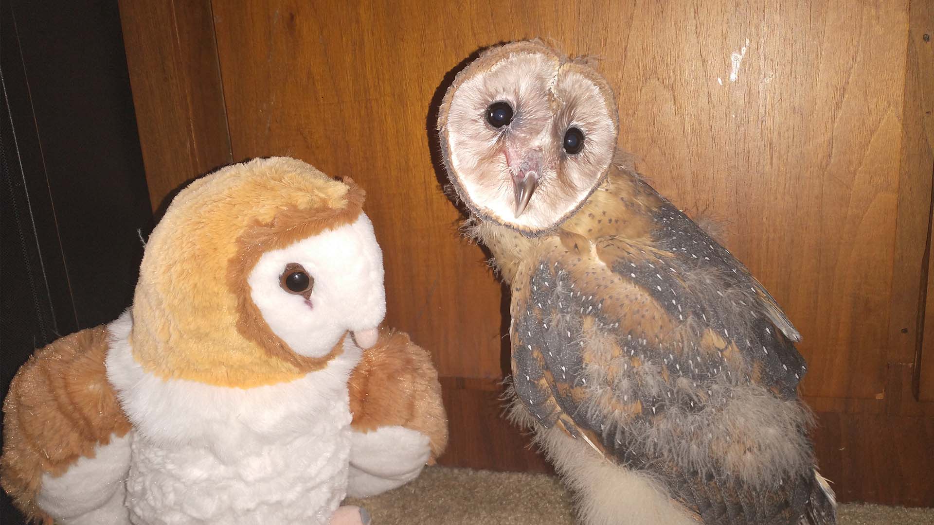 Eight Week Old Barn Owl