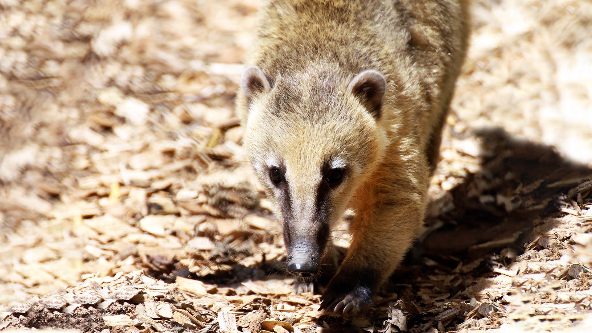 Common Q&A for your Visit - Elmwood Park Zoo