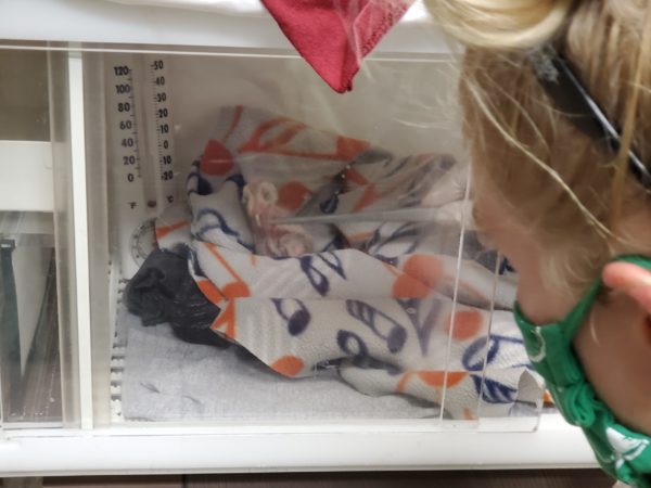 Barn Owl Banshee - Elmwood Park Zoo