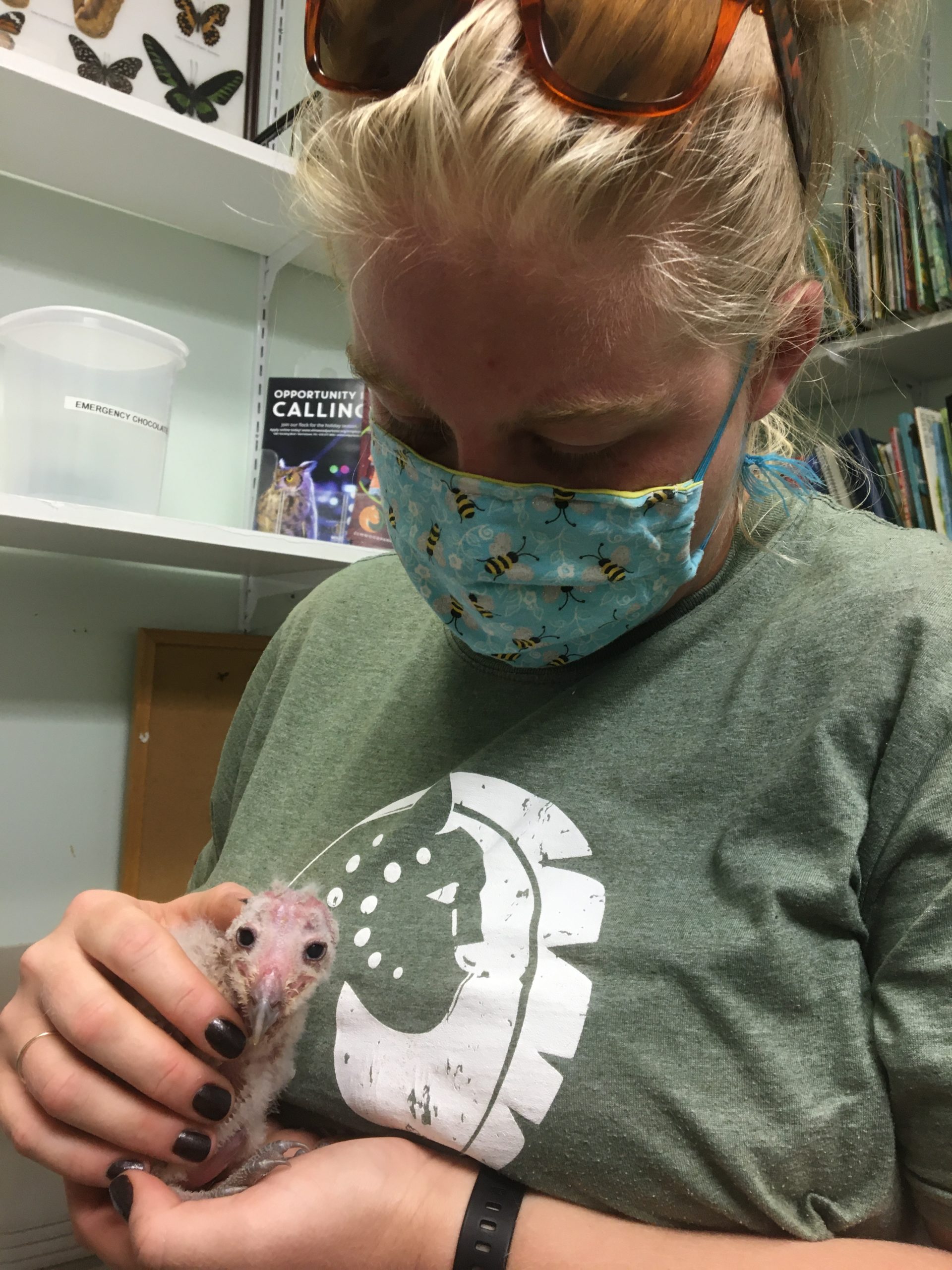 Barn Owl Banshee - Elmwood Park Zoo