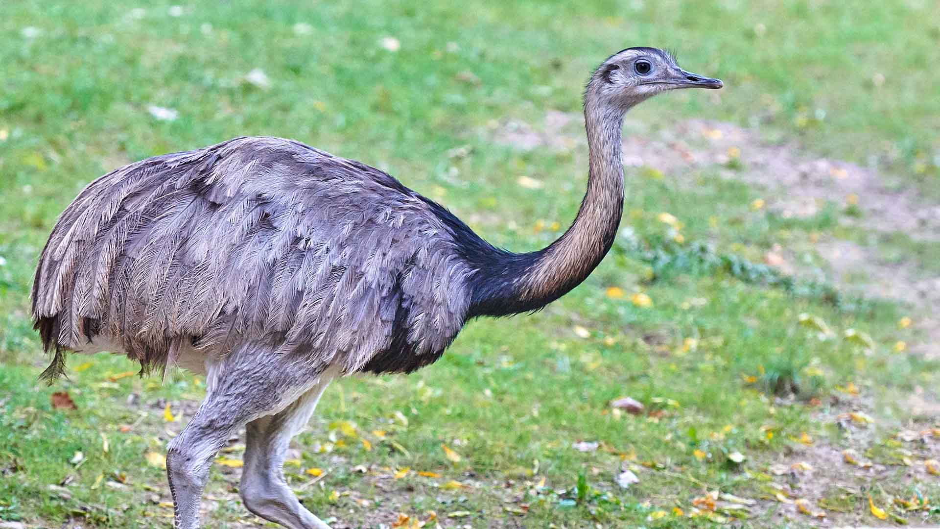 Rhea And Ostrich