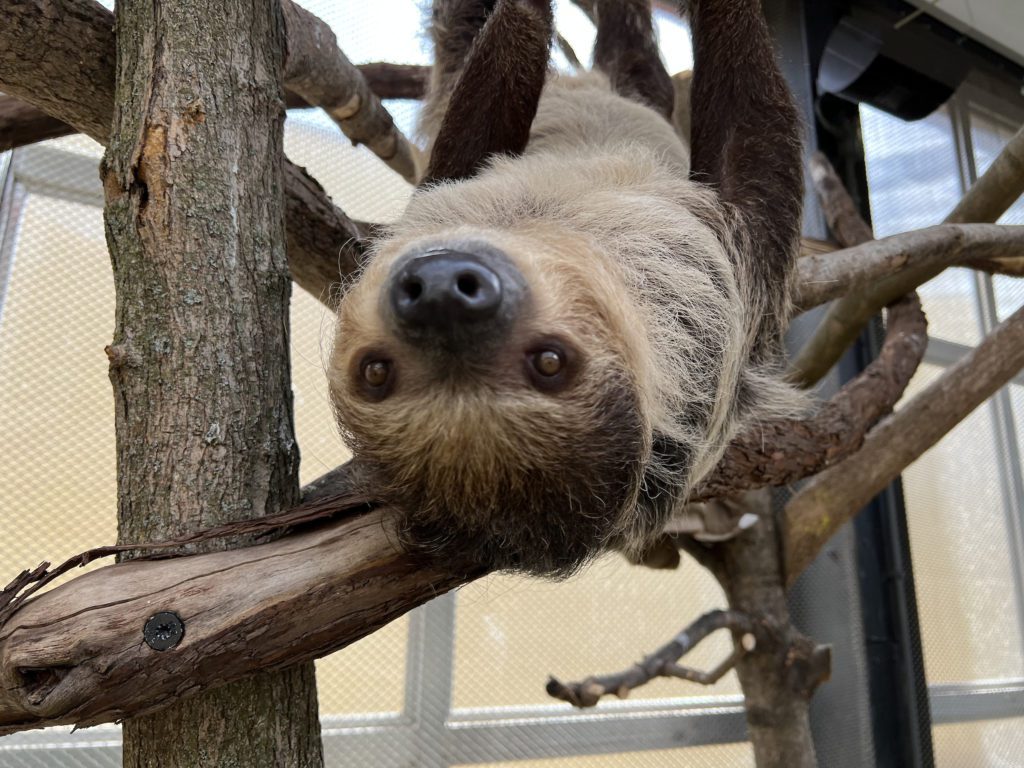 Two-Toed Sloth - Elmwood Park Zoo