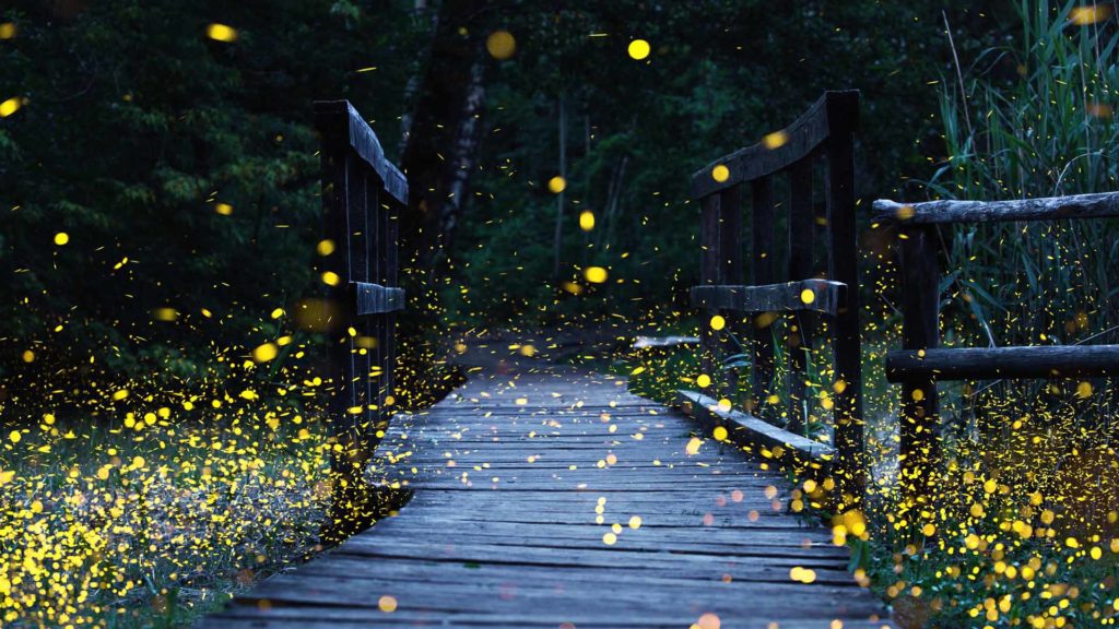 Nature at Night Hike - Elmwood Park Zoo