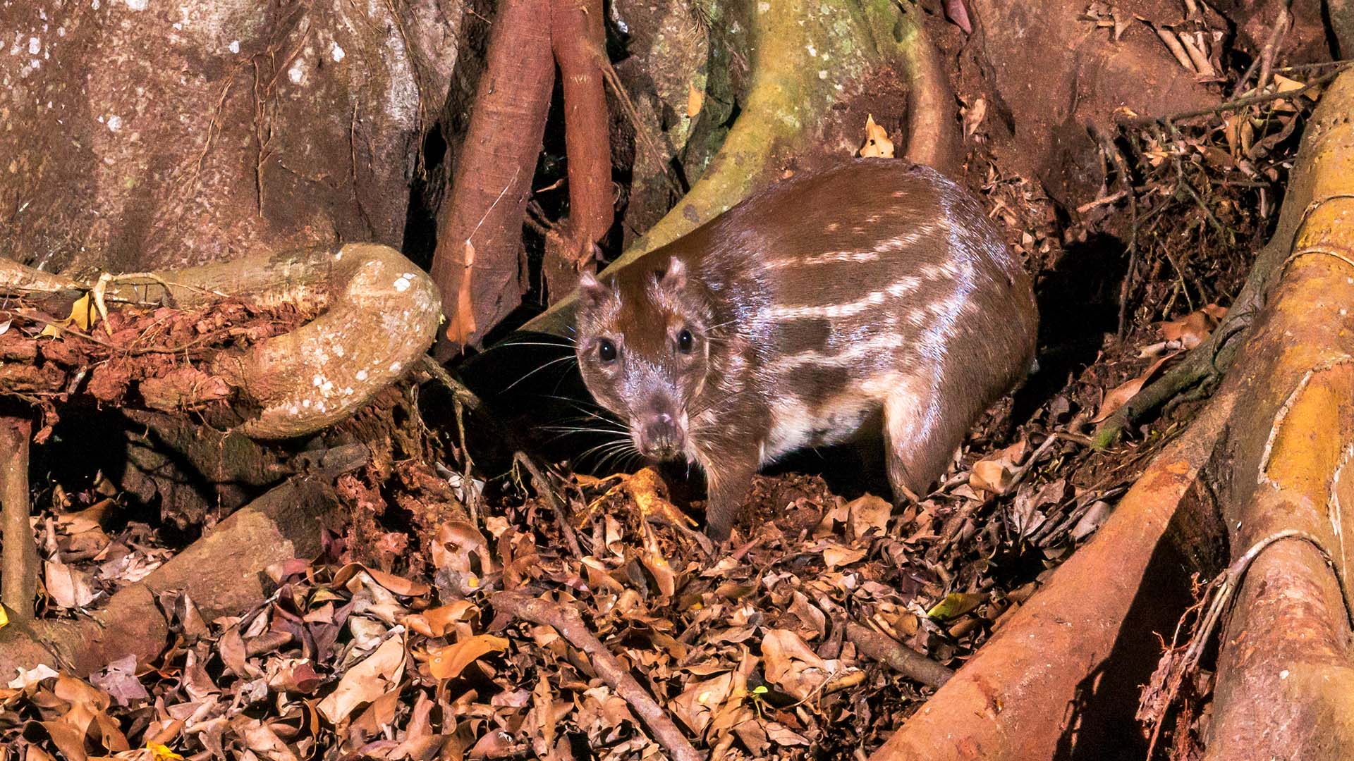 Paca Wolves Wolf Enclosure Hi Res Stock Photography And Images Page