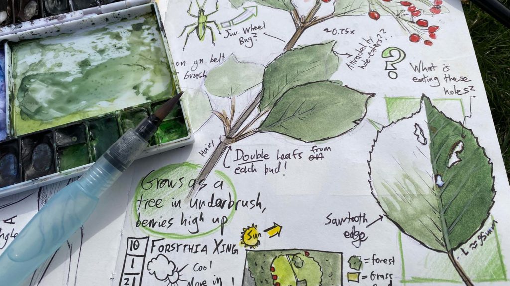 Nature Journaling - Elmwood Park Zoo