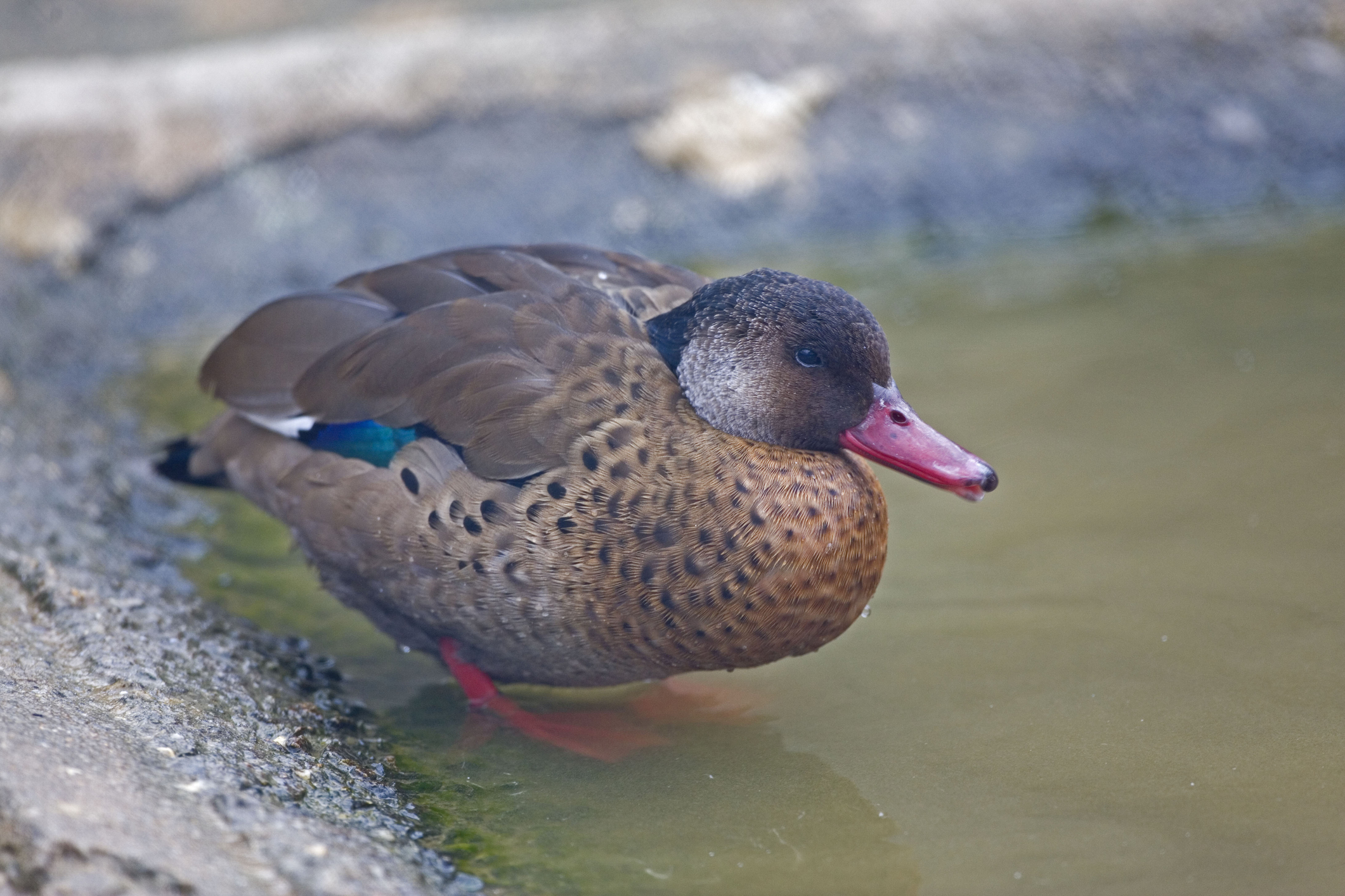 Brazilian Teal