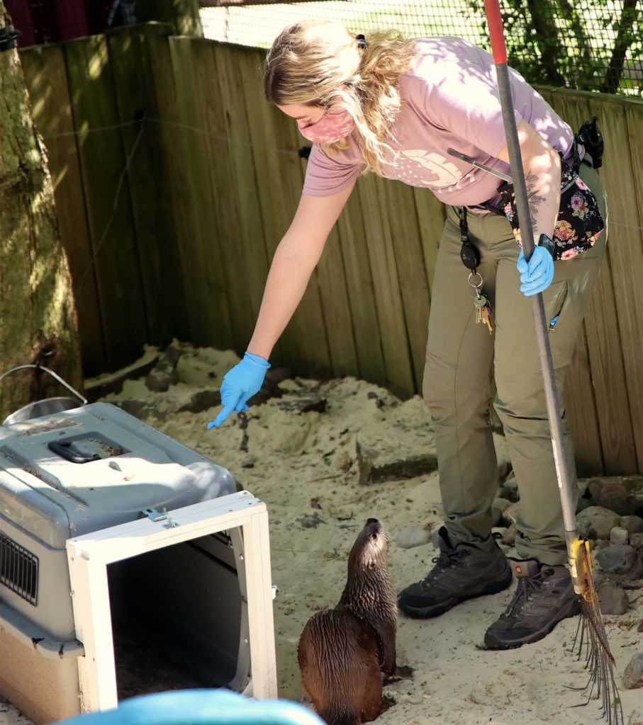 Free Contact Otter Training | Elmwood Park Zoo