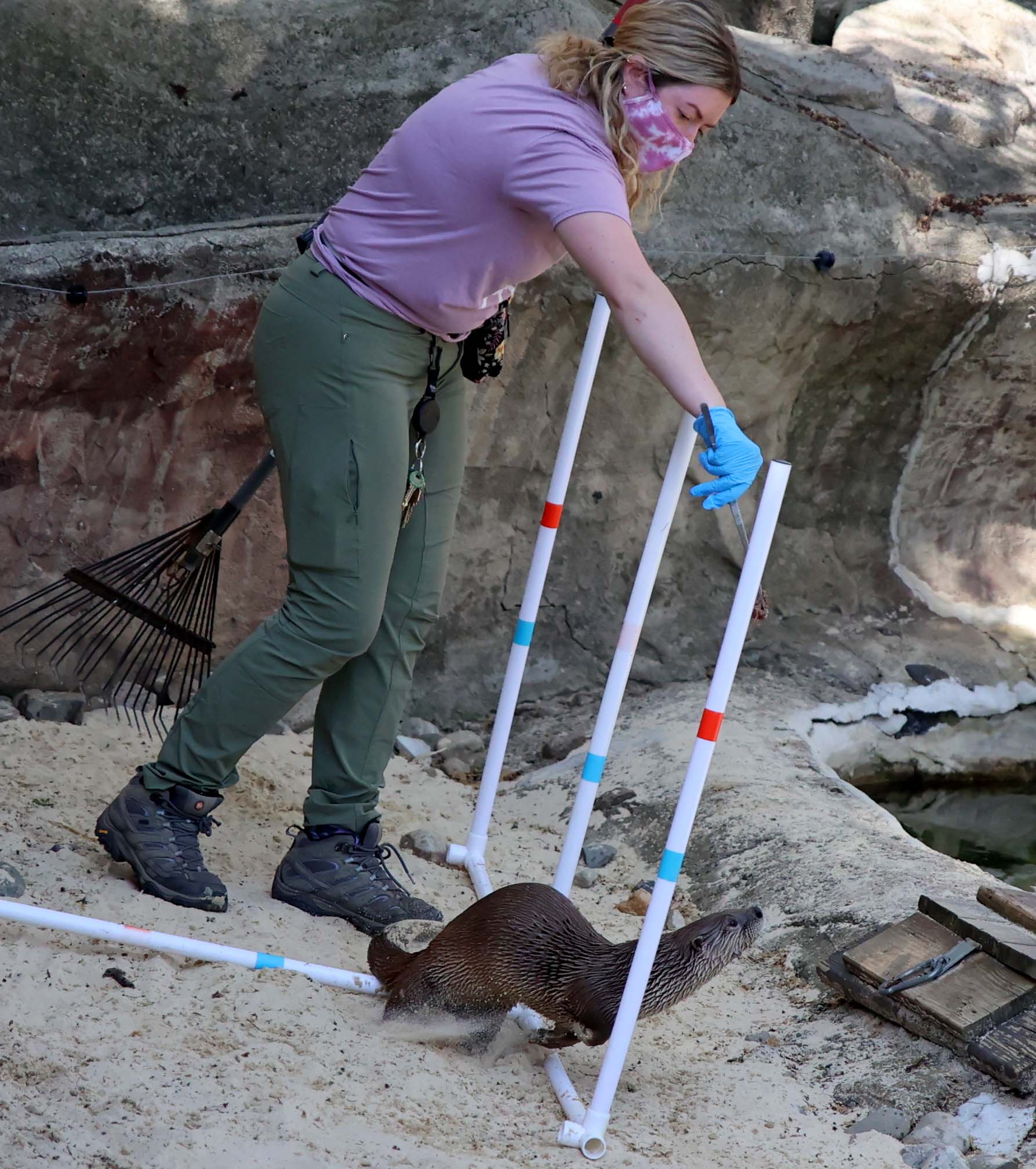 Free Contact Otter Training | Elmwood Park Zoo