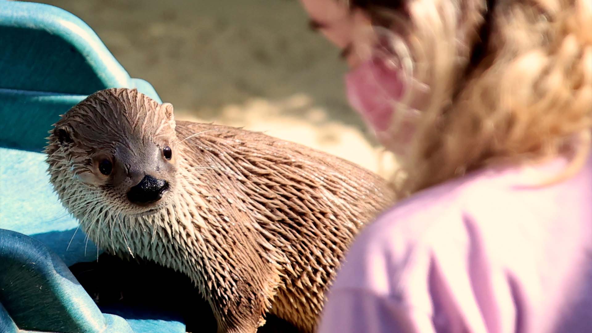 Free Contact Otter Training | Elmwood Park Zoo