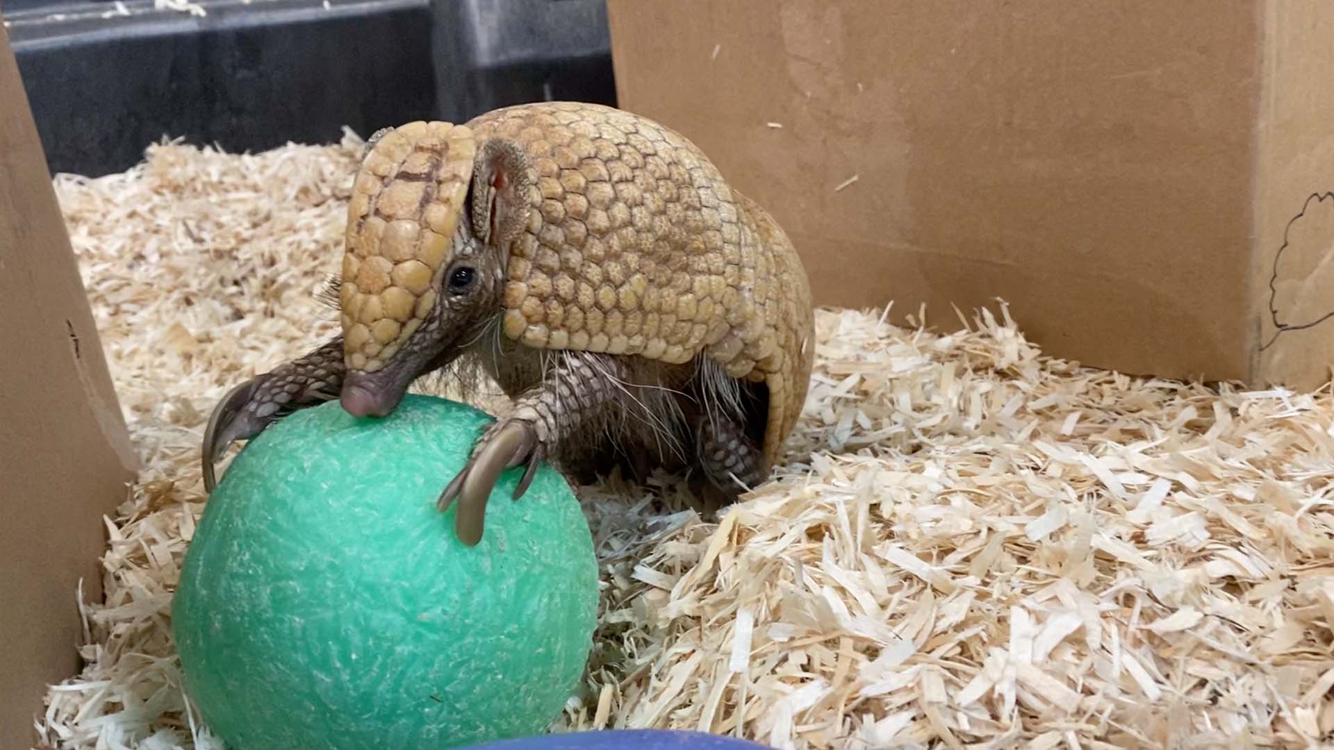Southern Three-Banded Armadillo - Elmwood Park Zoo