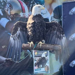 Ambassadors for the Philadelphia Eagles - Elmwood Park Zoo