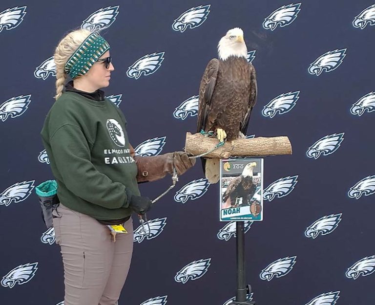 Ambassadors for the Philadelphia Eagles - Elmwood Park Zoo
