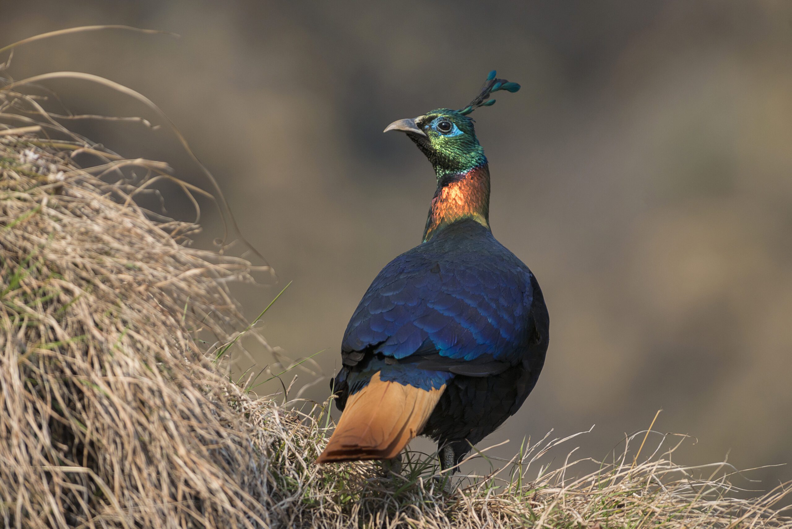 Himalayan Monal - Elmwood Park Zoo