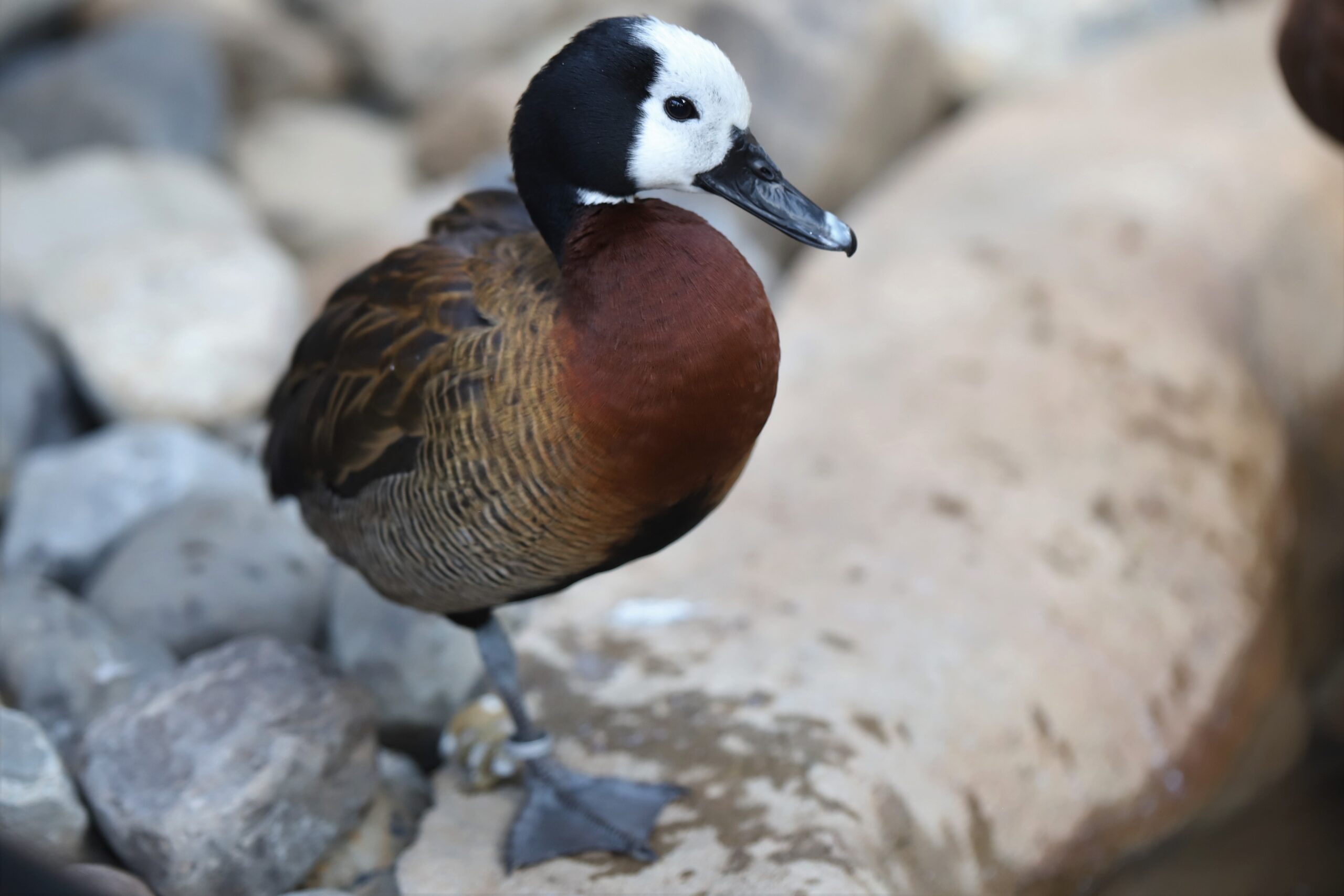 White-faced whistling duck - Elmwood Park Zoo