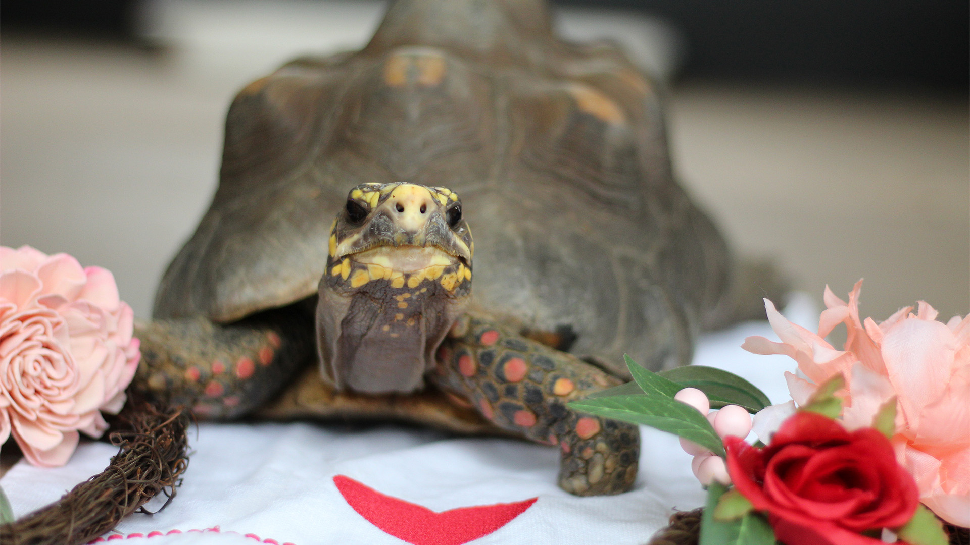 Valentine's Day Gift Guide - Elmwood Park Zoo