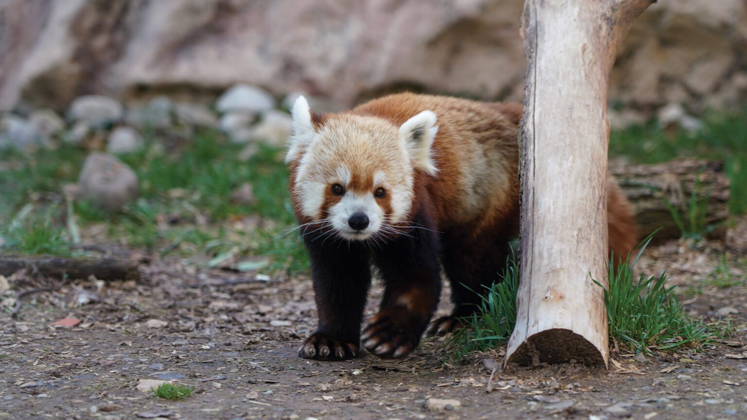 Red Panda Day - Elmwood Park Zoo