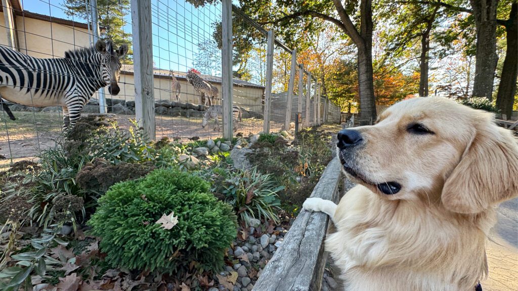 Dog Friendly - Elmwood Park Zoo